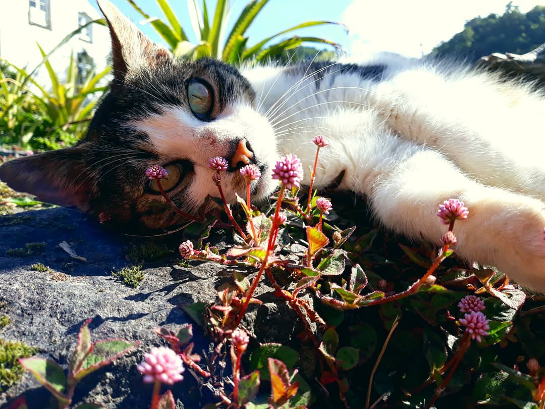 In Portugal, You Can Hike to an Abandoned Village Full of Cats ...