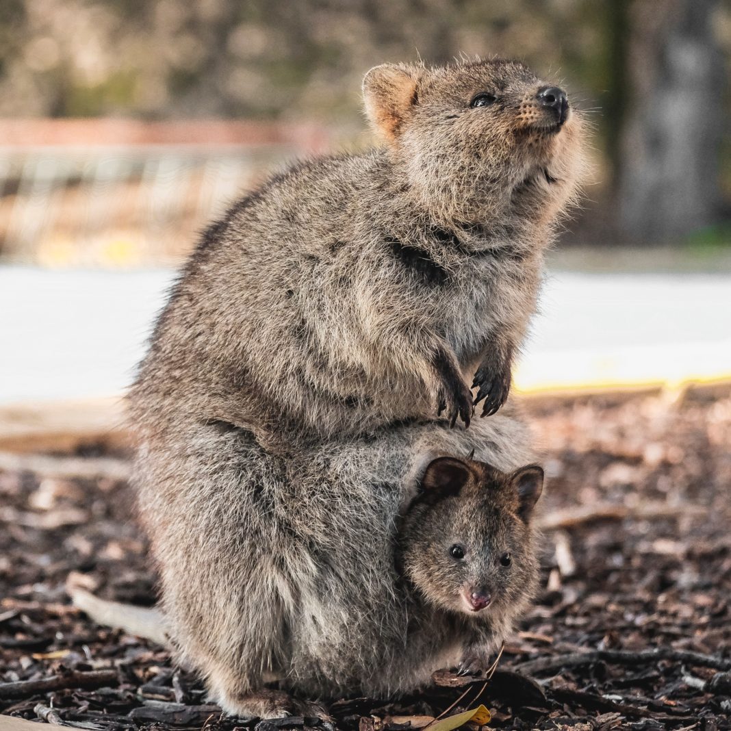 5 Facts About Western Australia's Smiley Quokkas - Traveler Master