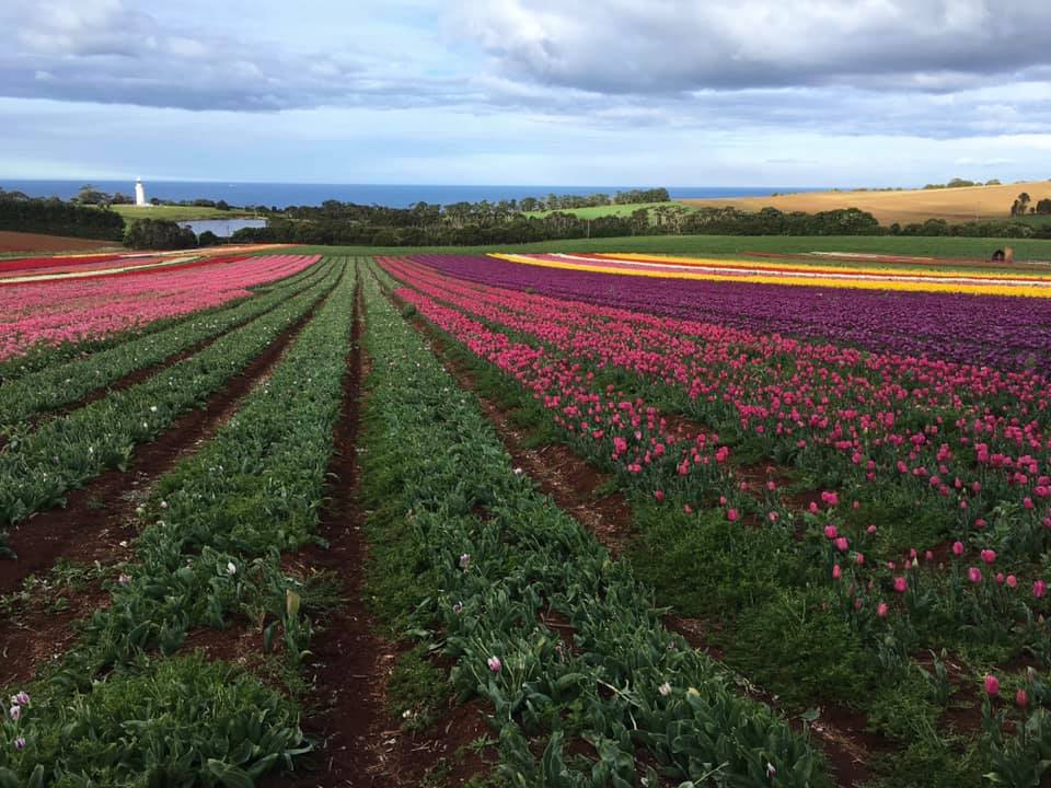 Tulip Lovers Have to Visit This Flower Farm in North Tasmania