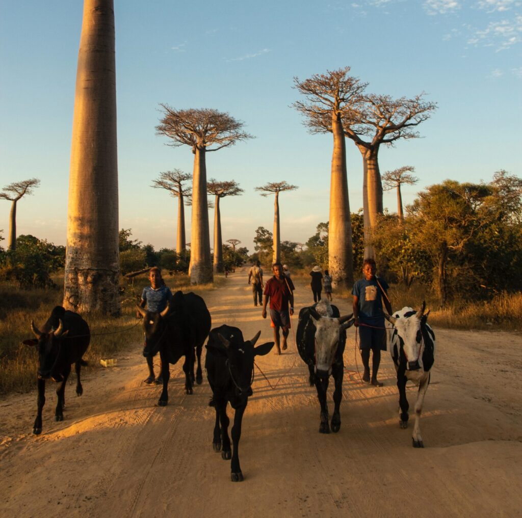 Here's Why You Need To Visit Madagascar - Traveler Master