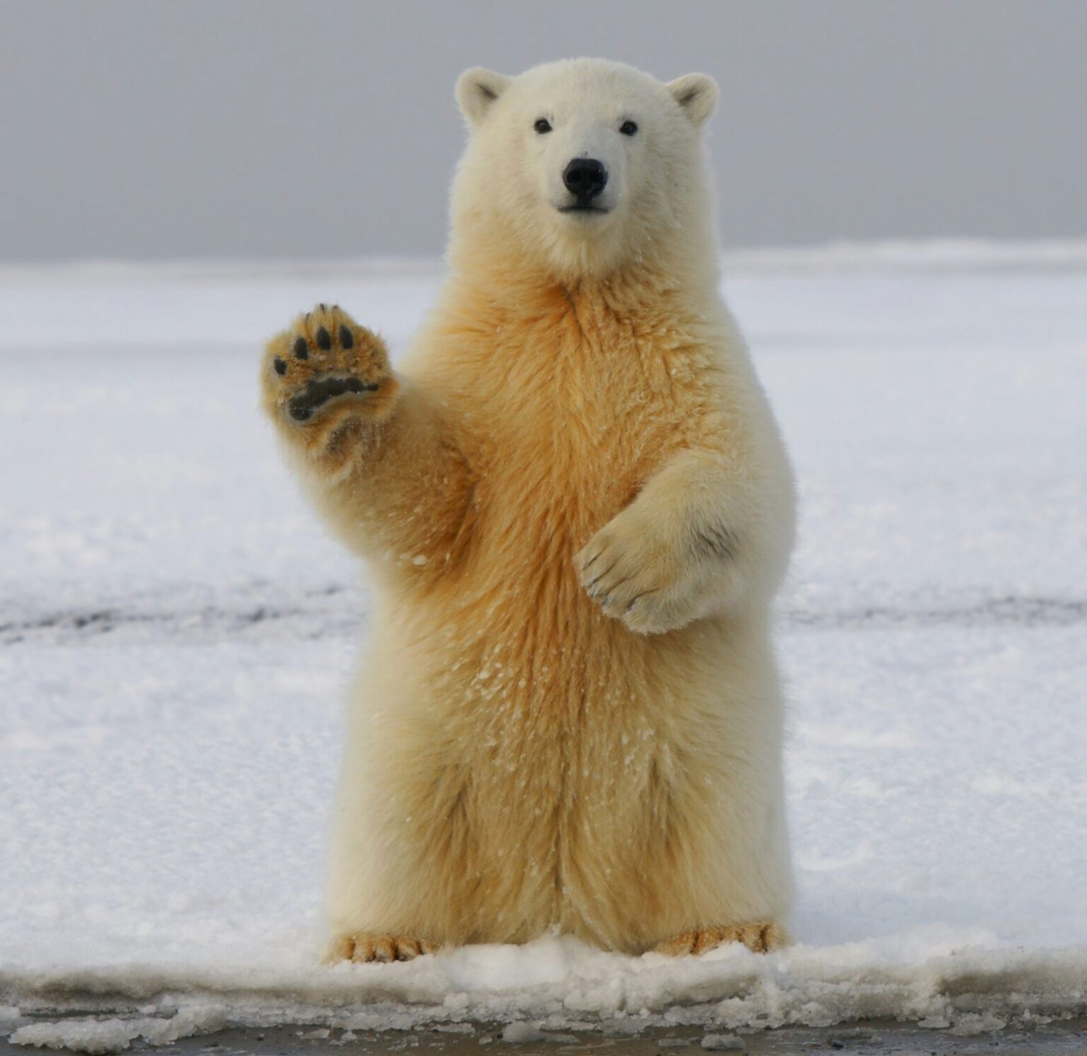 3 Cool Spots to Safely See Polar Bears Up Close - Traveler Master